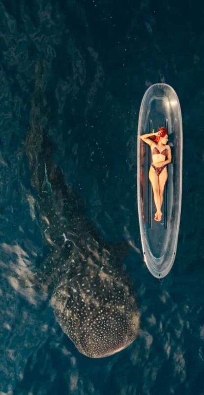 Lombok : Sharing Whale Shark Tour 2 Day 1 Night Sumbawa - Authentic Experiences and Genuine Feedback