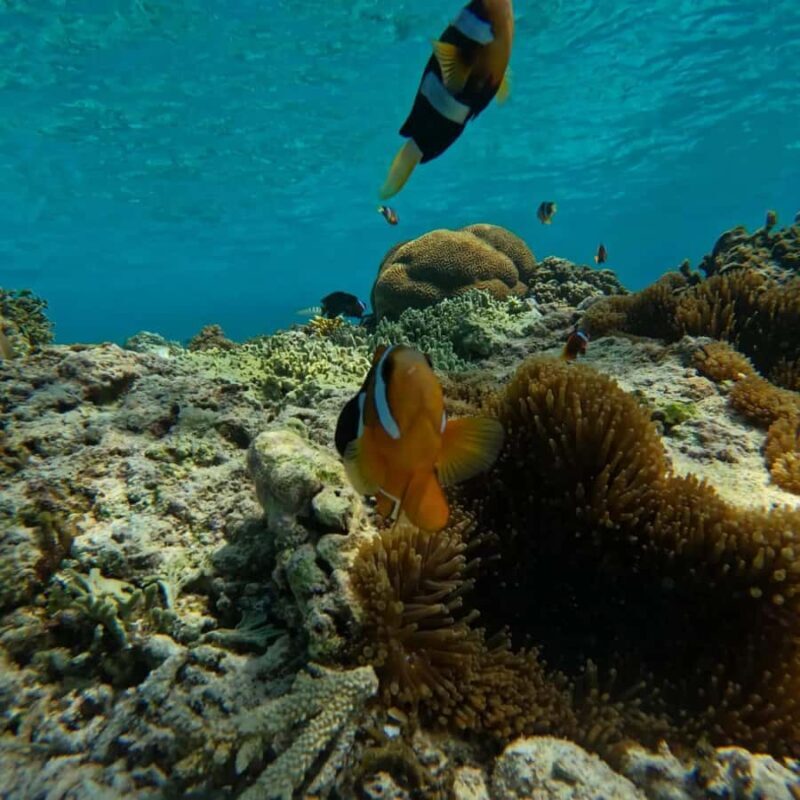 Lombok: Snorkeling & Island Hopping to The Southwest Gilis - Frequently Asked Questions