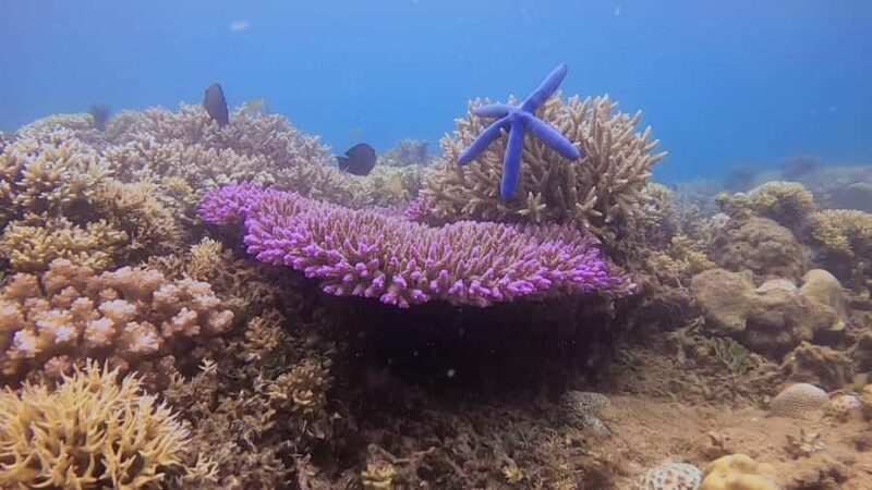 Lombok: Snorkeling Trip Secret Gilis Layar, Rengit & Gede - Who Will Love This Tour?