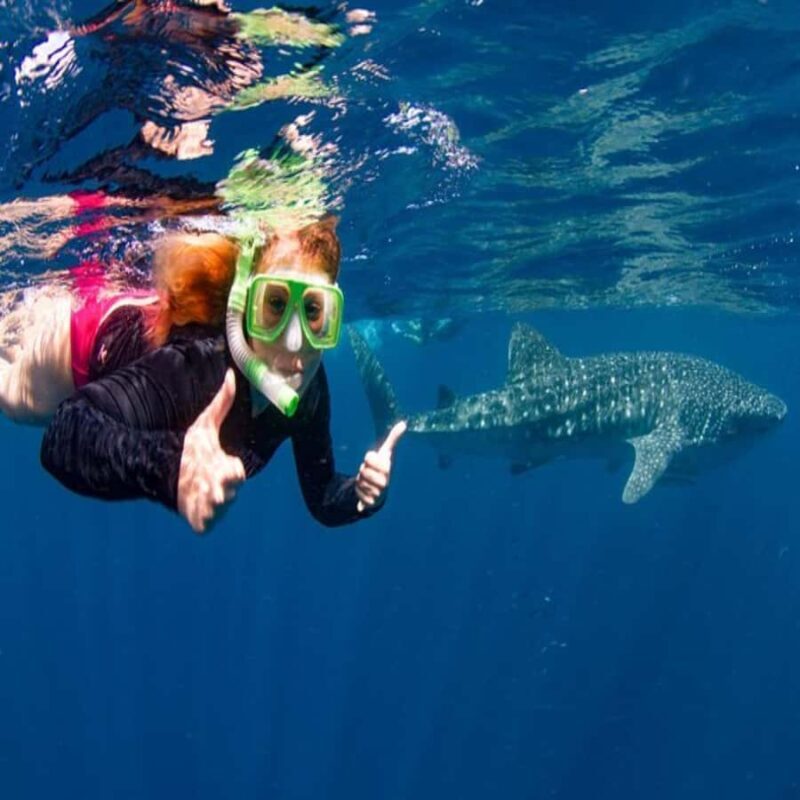 Lombok Sumbawa Best Sharing 2D1N Whale Shark With Snorkeling - The Itinerary Breakdown: What Makes This Tour Special