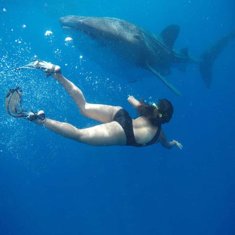 Lombok Sumbawa Best Sharing 2D1N Whale Shark With Snorkeling - What’s Included and Practical Considerations