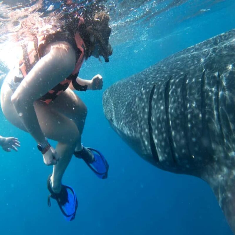 Lombok Sumbawa Best Sharing 2D1N Whale Shark With Snorkeling - Who Will Love This Tour?