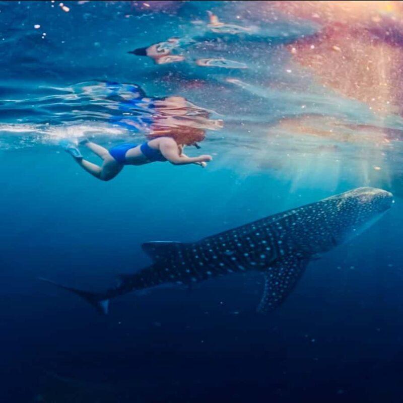 Lombok Sumbawa Best Sharing 2D1N Whale Shark With Snorkeling - Final Thoughts