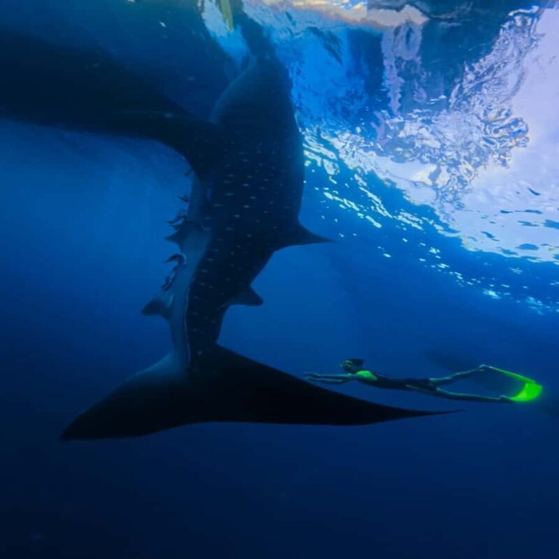 Lombok Sumbawa Best Sharing 2D1N Whale Shark With Snorkeling - FAQ