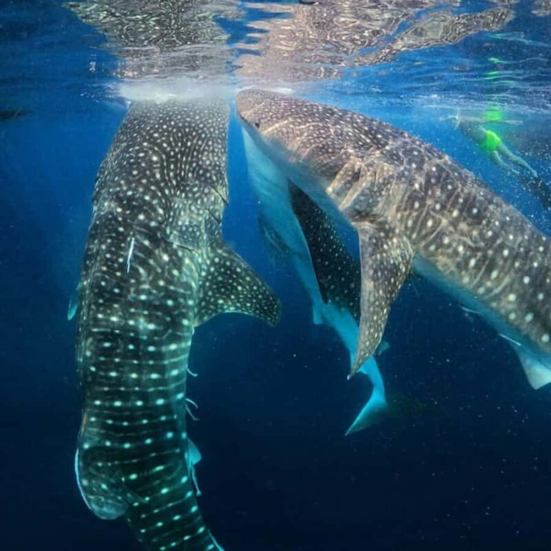 Lombok Sumbawa Sharing 2D1N Whale Shark With Snorkeling - Sleeping and Resting in Sumbawa