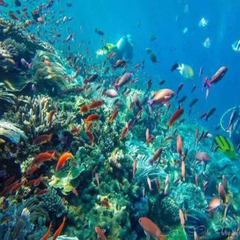 Lombok Sumbawa Sharing 2D1N Whale Shark With Snorkeling - A Closer Look at the Experience