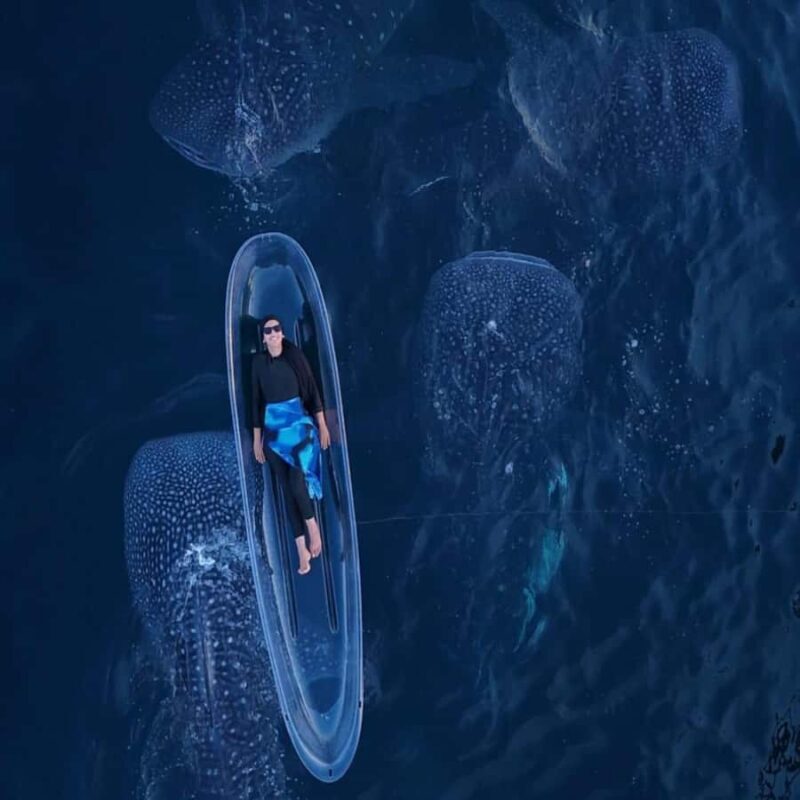 Lombok Sumbawa Sharing 2D1N Whale Shark With Snorkeling - Is This Tour for You?