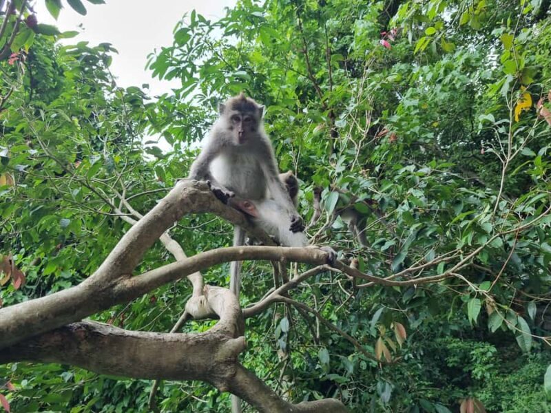 Lombok: Waterfalls, Sasak Village, Rice Field & Selong Hill - The Sum Up