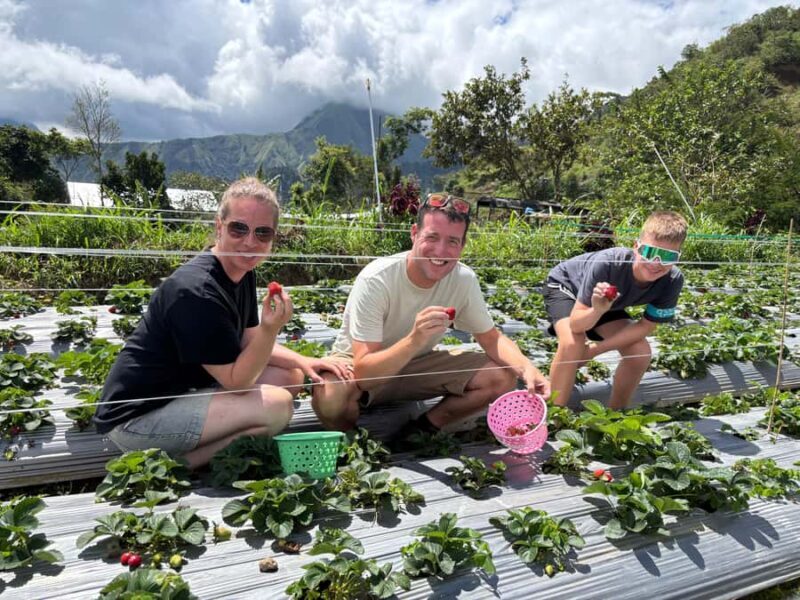 Lombok: Waterfalls, Strawberry Harvest, and Hike Tour - What You Can Expect: Practical Details & Insights