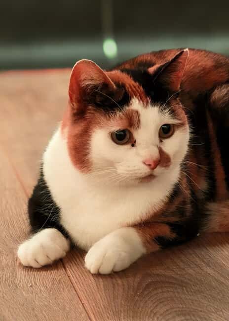 London Cat Cafe: Cat Lounge Entry Ticket - The Experience: What to Expect