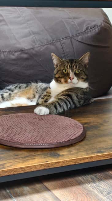 London Cat Cafe: Cat Lounge Entry Ticket - Duration, Group Size, and Practical Details
