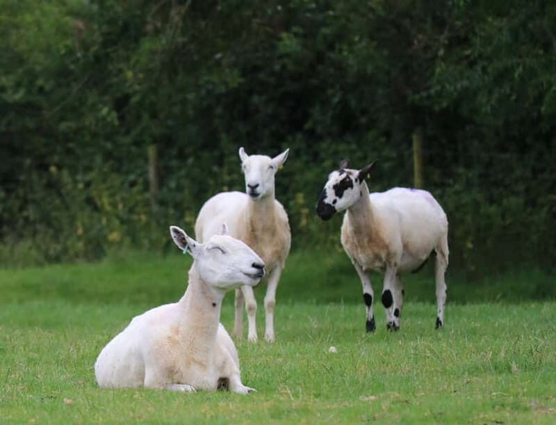 London: Full Day Cotswolds Tour with Shakespeare's Stratford - Final Summary