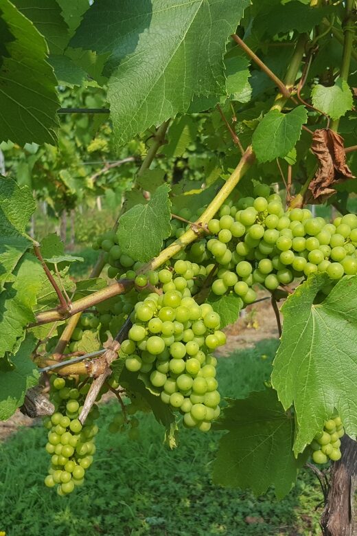 London: Full-Day English Wine Tour with Lunch - An Engaging Overview of the Full-Day Experience
