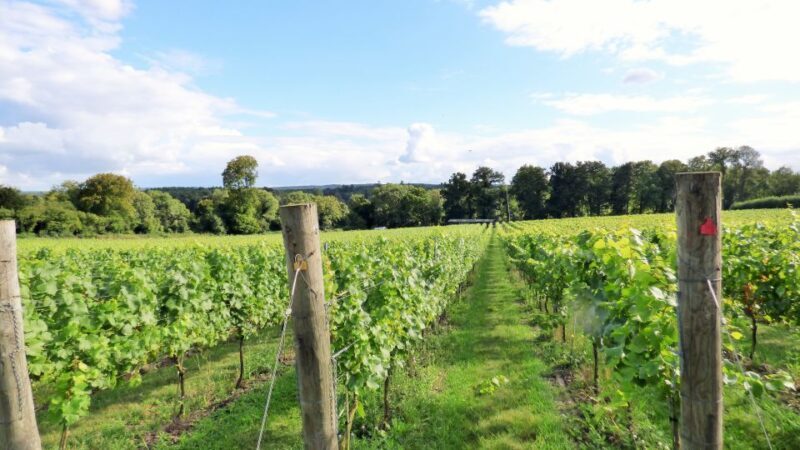 London: Full-Day English Wine Tour with Lunch - Transportation, Group Size, and Price: Value for Money