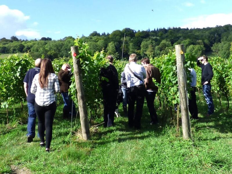 London: Full-Day English Wine Tour with Lunch - Whos This Tour Best For?