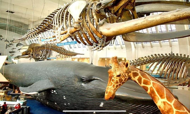 London: Natural History Museum Guided Tour - Frequently Asked Questions
