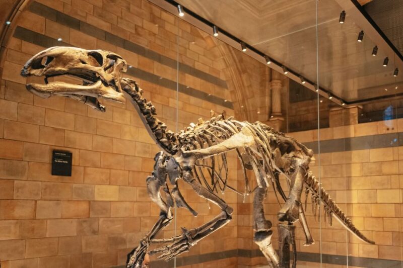 London: Natural History Museum Private Guided Family Tour - Authentic Feedback from Past Participants