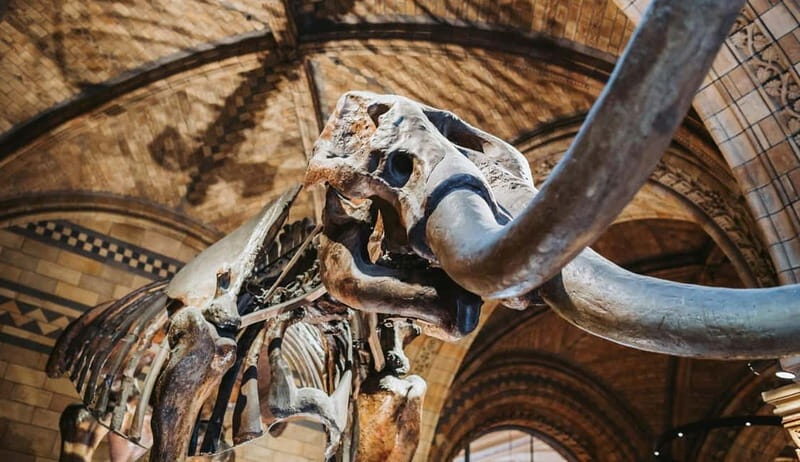 London: Natural History Museum Reserved Entry & Audio Tour - FAQs