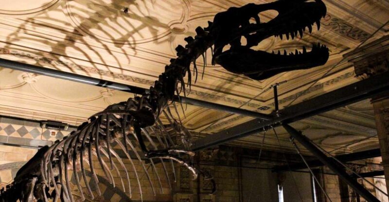 London: Natural History Museum Tour - What To Expect on the Natural History Museum Guided Tour