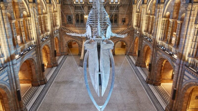 London: Natural History Museum Tour - The Rich Reviews and What Previous Visitors Say