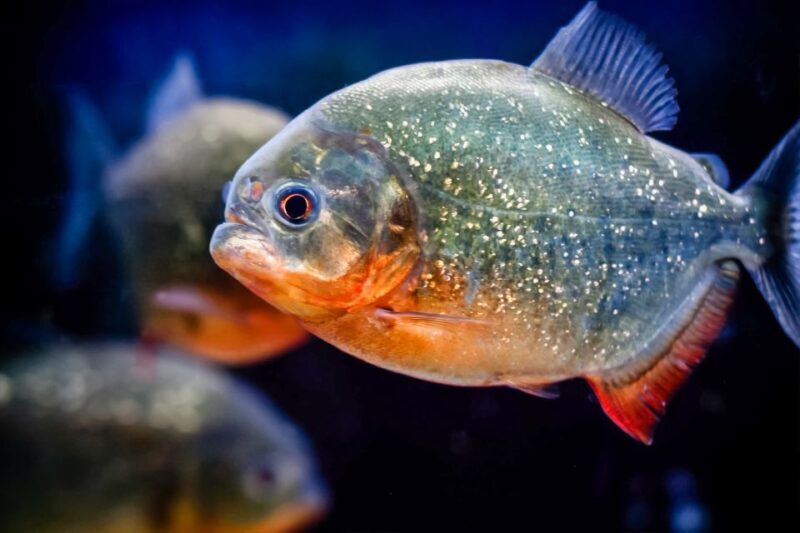 London: SEA LIFE Entry Ticket - Practical Tips for Your Visit