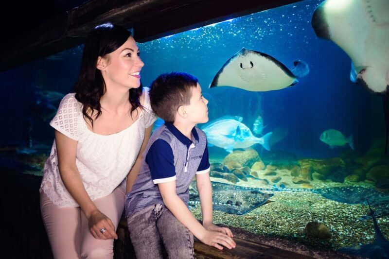 London: SEA LIFE & London Eye Combo Ticket - Fascinating Details: Why This Combo Works