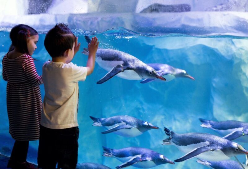 London: SEA LIFE & London Eye Combo Ticket - FAQ about the London SEA LIFE & London Eye Combo Ticket