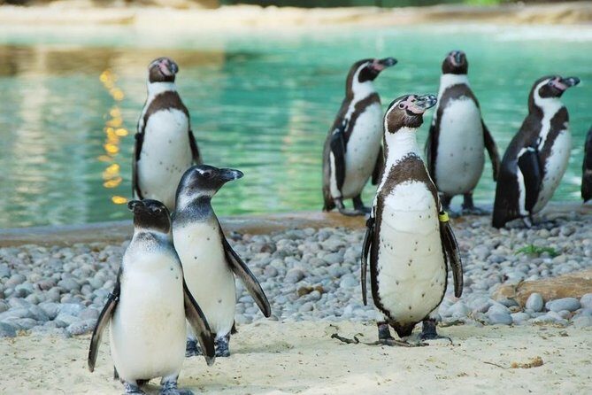 London Zoo Entry Ticket - Key Points