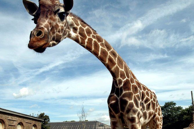 London Zoo Entry Ticket - An In-Depth Look at What You’ll Encounter