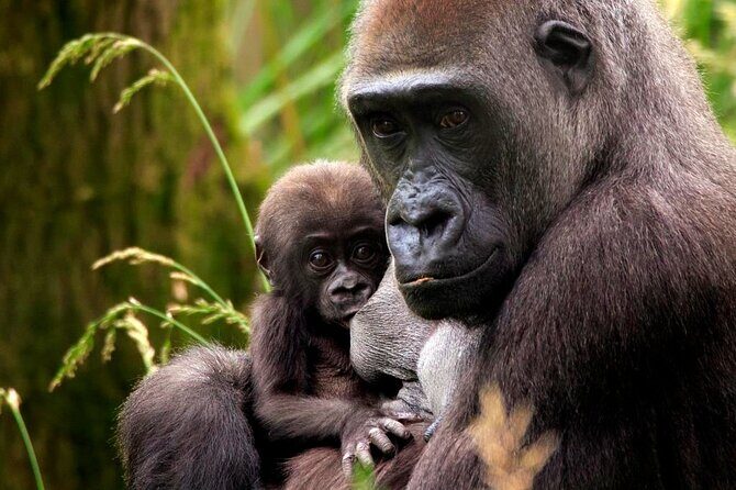 London Zoo Entry Ticket - FAQs about London Zoo Entry Ticket