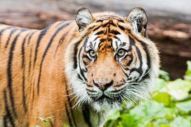 London Zoo Entry Ticket - Final Thoughts
