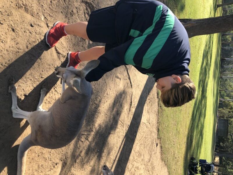 Lone Pine and Brisbane City Highlights - Practical Tips for Making the Most of the Tour