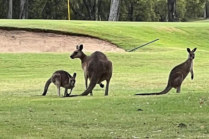 Lone Pine, Brisbane Highlights and Lunch! - Frequently Asked Questions