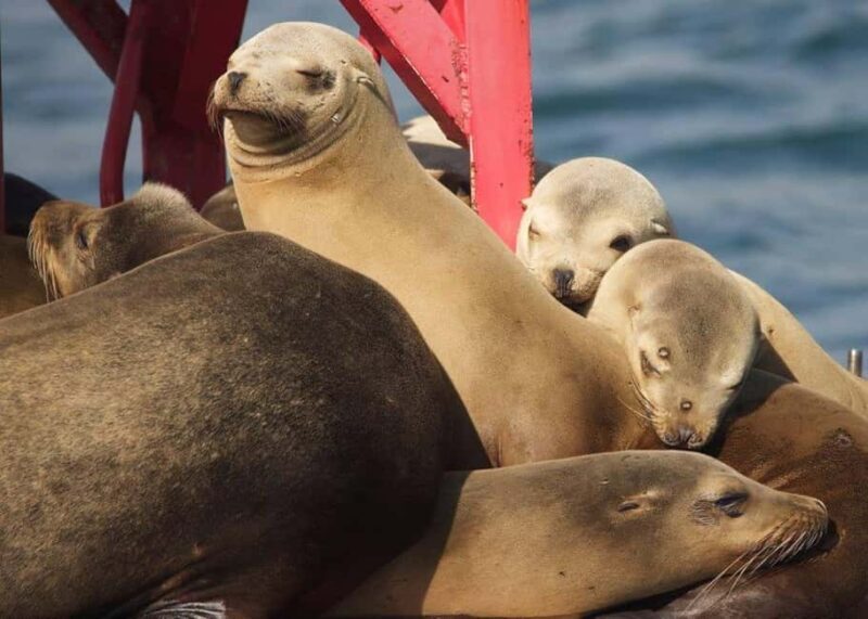 Long Beach: Sightseeing Harbor Cruise - Why Is This Tour Worth It?