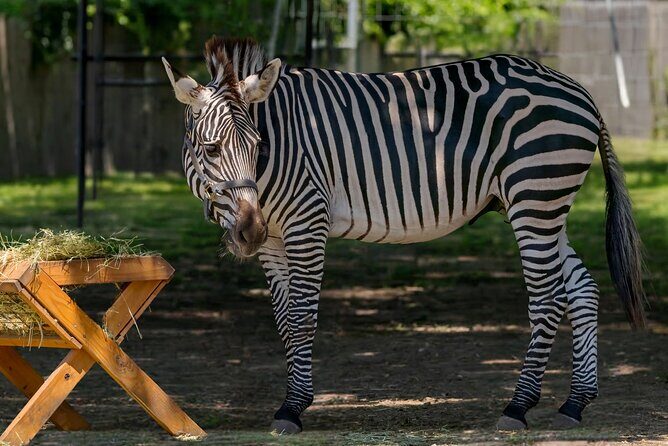 Long Island Farm & Wildplay Jones Beach Tour | Kids 50% Off - WildPlay Jones Beach: A Focal Point for Adventure