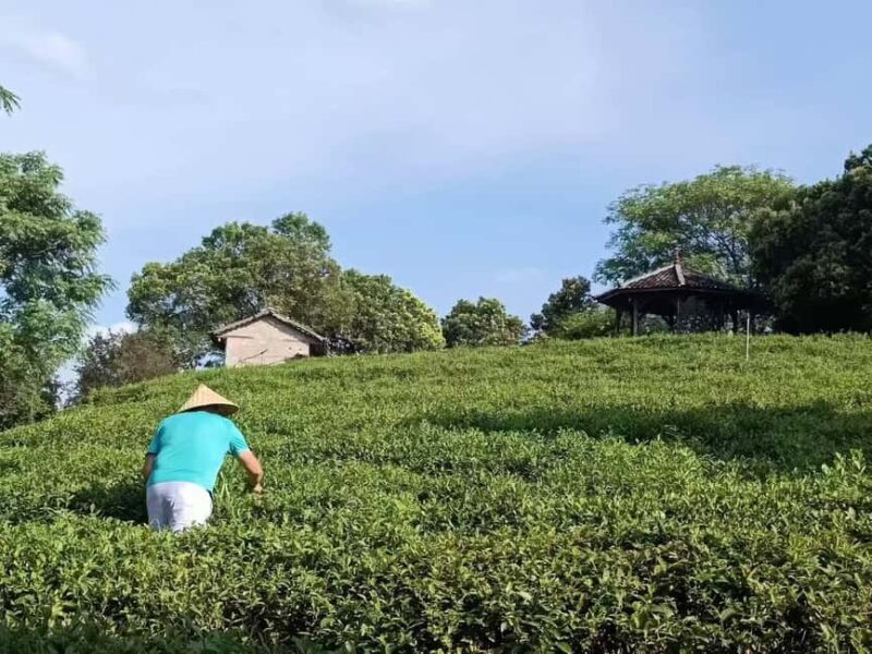 Longji Rice Terraces: 1-Day Private Tour - Authenticity and Value