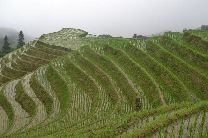 Longji Rice Terraces Field Private Full Day Tour - The Cost & Value