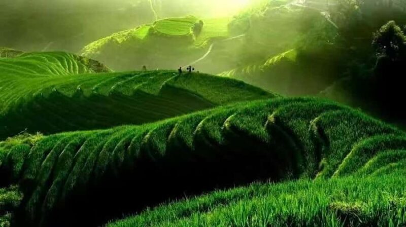 Longji Rice Terraces Flex Tour | Free Explore or Wide View - FAQs