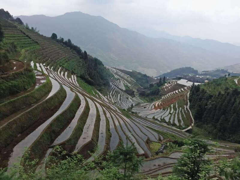 Longji Rice Terraces: Full-Day Private Tour from Guilin - An In-Depth Look at the Longji Rice Terraces Private Tour