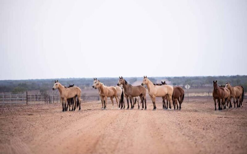 Longreach: The best way to experience outback station life - The Sum Up