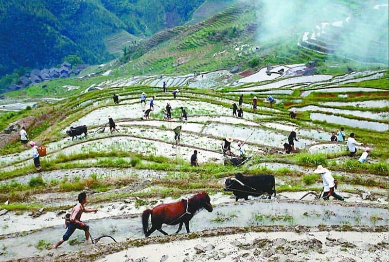 Longsheng Ethnic Minority & Rice Terraces Full-Day Tour - Key Points