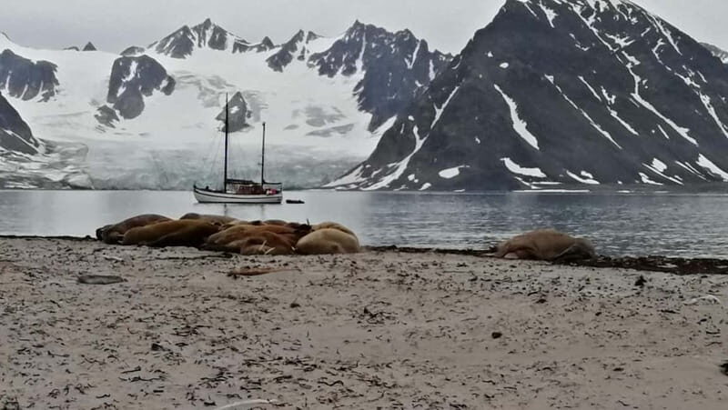 Longyearbyen: 10-Day Spitsbergen Cruise on Havella Boat - The Fine Print: Pricing and What’s Included