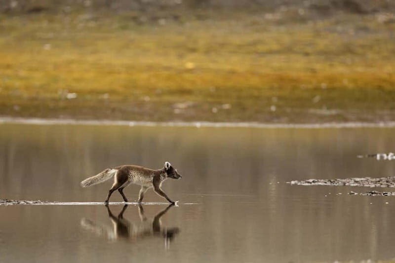 Longyearbyen: Wildlife Safari & Hiking Photography Tour - An In-Depth Look at the Tour