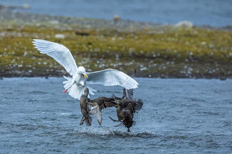 Longyearbyen: Wildlife Safari & Hiking Photography Tour - The Sum Up