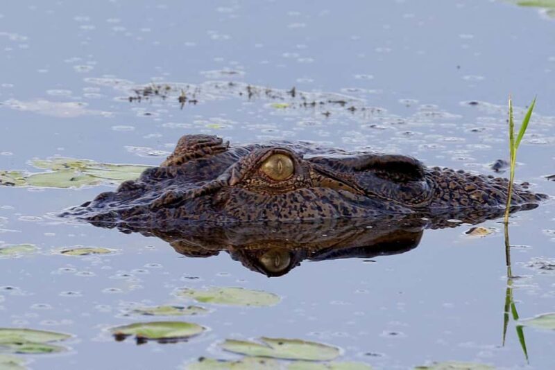 LookAbout Darwin Wetlands Wildlife Premium Tour Max 6 Guests - Discover the LookAbout Darwin Wetlands Wildlife Premium Tour