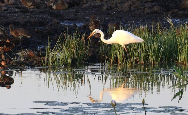 LookAbout Darwin Wetlands Wildlife Premium Tour Max 6 Guests - What Sets This Tour Apart?