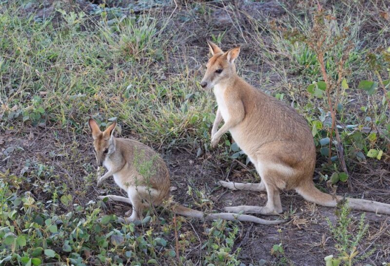 LookAbout Darwin Wetlands Wildlife Premium Tour Max 6 Guests - Who Will Love This Tour?