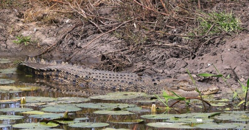LookAbout Darwin Wetlands Wildlife Premium Tour Max 6 Guests - Wrapping It Up