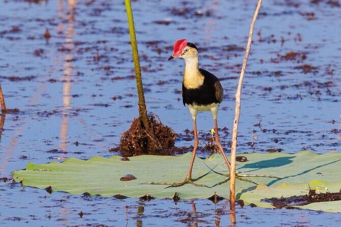 LookAbout Darwin, Wetlands & Wildlife Premium Tour - Max 6 Guests - The Food & Cultural Experience at Humpty Doo