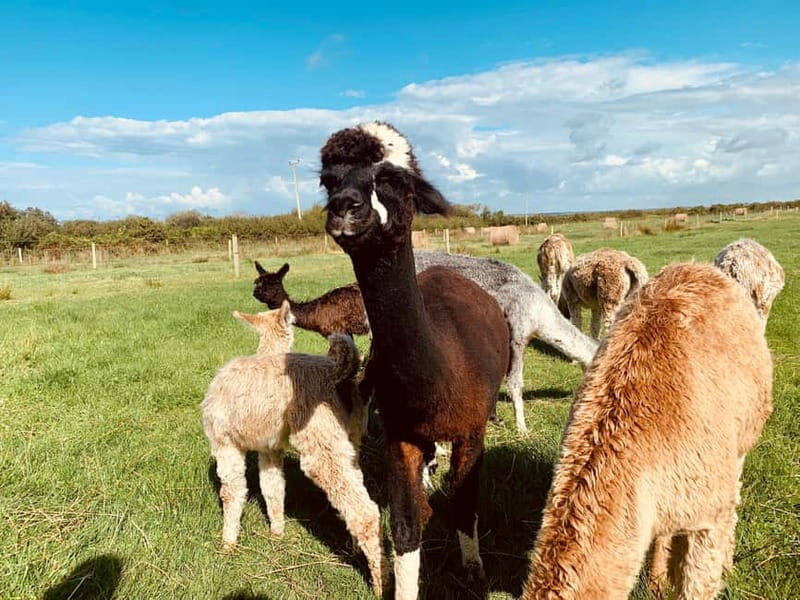 Loop Head: Alpaca Experience with Walk and Wool Spinning - Introduction: A Delightful Peek into Ireland’s Alpaca World